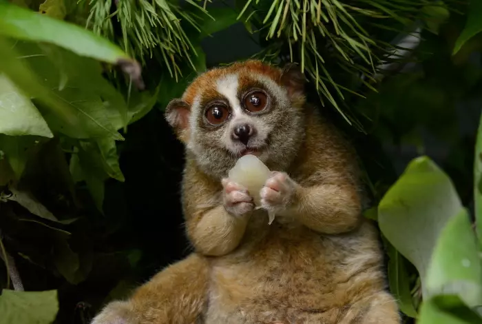 Riebalai Lorises Fat Lorises yra vienintelė žinoma nuodingų primatų gentis. Šio mielo gyvūno priekinių galūnių liaukos išskiria toksišką kokteilį. Nuodai gali sukelti uždusimą ir mirtį tiek mažiems gyvūnams, tiek žmonėms.