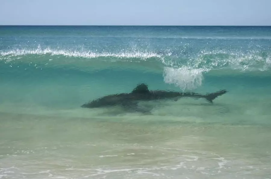 Fraser Island, Austraalje Yn 1992 waard it eilân opnaam yn 'e UNESCO Wrâlderfgoedlist as unyk natuermonumint. Yntusken stean reizgers hjir foar in protte gefaren, sawol op lân as yn it wetter. De gefaarlikste spinnen en dingohûnen yn 'e wrâld libje op it eilân, en wetterprosedueres mei in hege kâns sille einigje mei in moeting mei in haai as in giftige kwallen, of it feit dat in sterke stroom fan' e kust sil fuortgean .