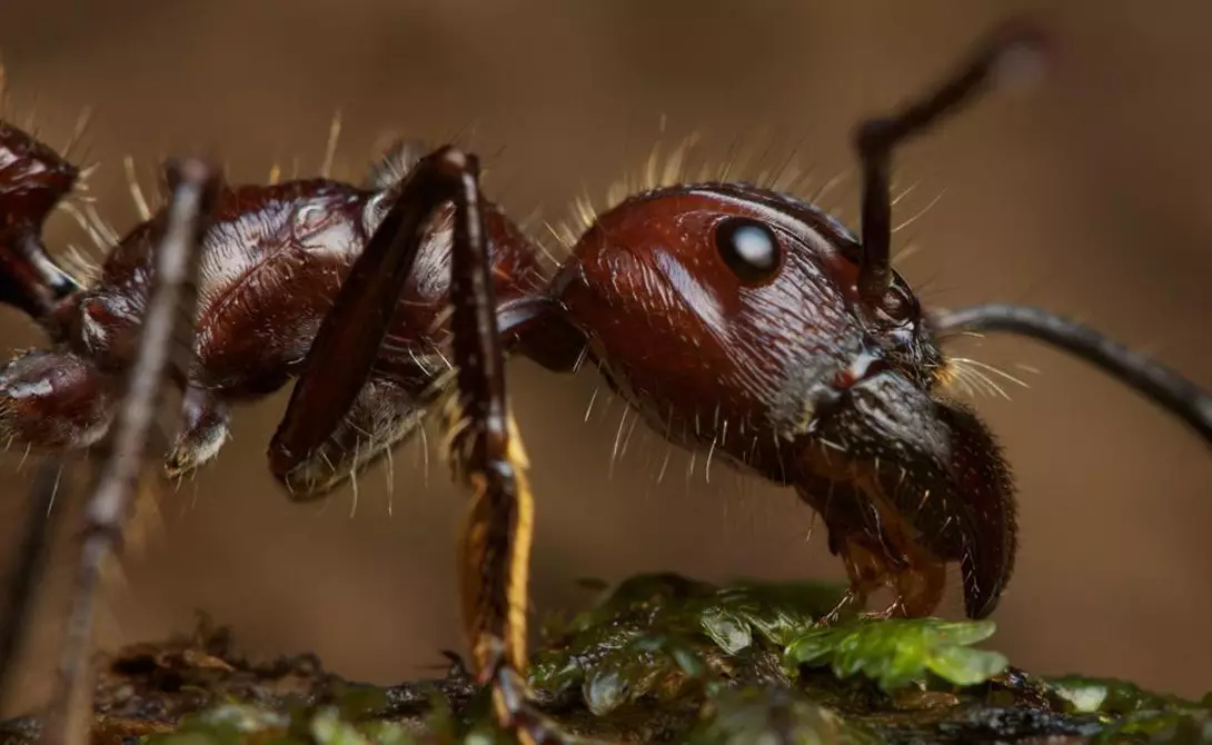 Brânmieren De wrede mieren fan Solenopsidini hechtsje har oan it lichem fan it slachtoffer en spuite dan gif yn mei in stek yn 'e buikregio. De giftige alkaloïde solenopsin feroarsaket gefoelens by in persoan gelyk oan in slimme brânwûn.