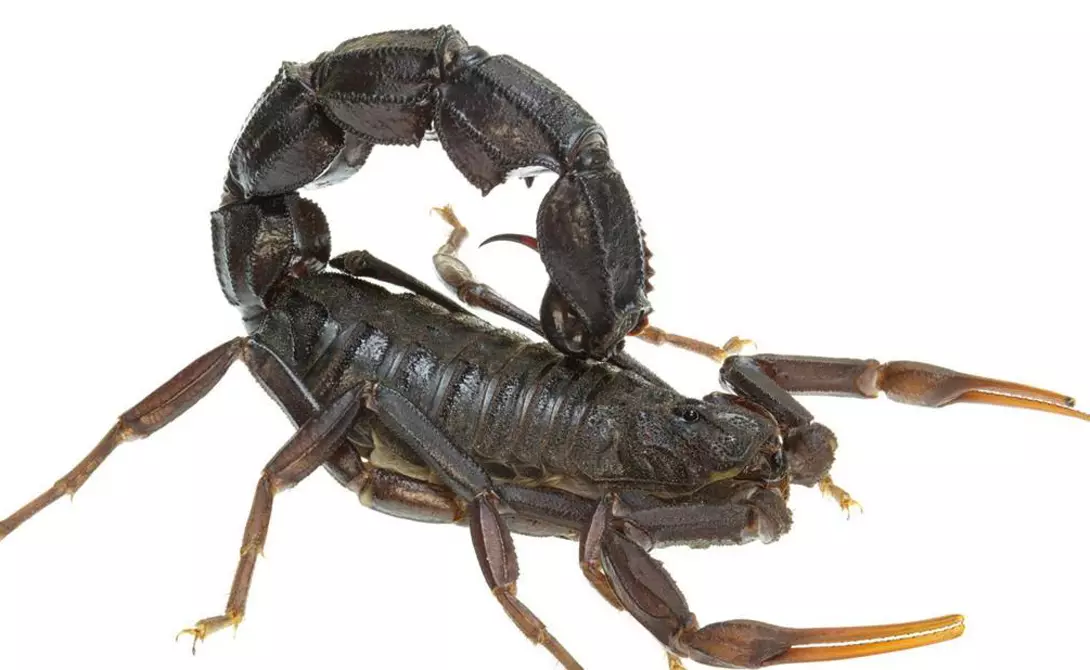 Ang mga tanga nga tibuuk, nahibal-an sa syensya mga duha ka libo nga mga subspecies sa scorpion. Duha ka dosena sa kanila ang nagpahamtang usa ka makamamatay nga hulga sa mga tawo. Mahimo nimo sila makit-an sa North Africa ug sa Tunga'ng Sidlakan, ug kanunay sila giataki sa mga representante sa Leiurus quinquestriatus, nga ang sakit mopaak kaayo nga ang biktima makatagbo sa kamatayon ingon usa ka manluluwas gikan sa kasakit.