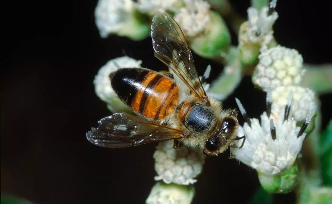 Killer Bee Die wilde heuningbye van Afrika verskil heelwat van dié waaraan die byeboere van die beskaafde wêreld gewoond is. In die twintigste eeu het hulle probeer om hulle na Suid -Amerika te bring, vanwaar die spesie na die noorde versprei het - hier kry hulle die bynaam "moordenaar bye". Hierdie insekte val slegs aan as hulle besluit om die korf te beskerm. Hulle gif is uiters giftig en kan binne 'n paar minute 'n persoon doodmaak.