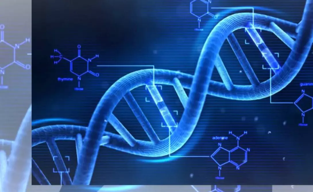 La Maljuniĝanta Genoma Esplorado montris, ke homoj, kiuj konsumas grandajn kvantojn de sodo, havas pli mallongajn telomerojn, kiuj estas protektaj elementoj ĉe la finoj de kromosomoj enhavantaj DNA, kiuj protektas vian genetikan konsiston. Telomeroj kutime mallongiĝas nur kun aĝo, kaj antaŭaj esploroj montris, ke ĉi tiu procezo rilatas al pliigita risko de kormalsano, diabeto kaj eĉ iuj specoj de kancero.