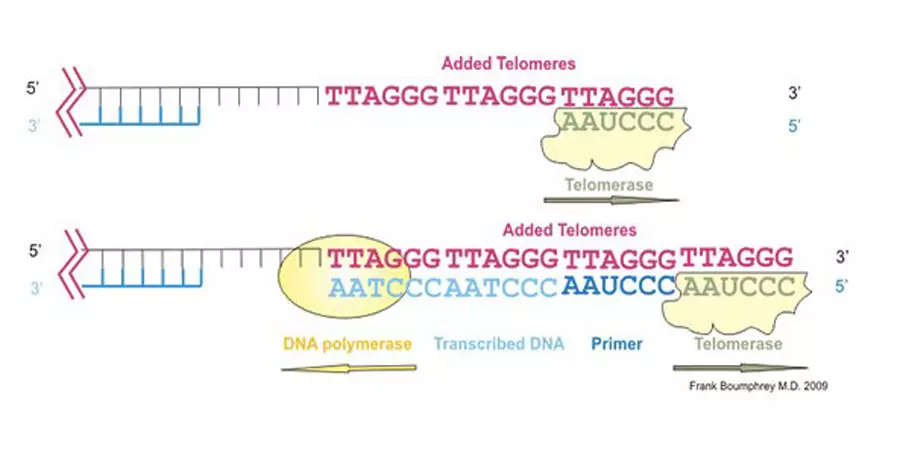 Telomerase Kwa kweli, enzyme hii ndio kiini cha uzima wa milele. Inafanya seli zisife, lakini huacha kufanya kazi karibu mara tu baada ya kuzaliwa. Seli za saratani zina uwezo wa kuiwezesha mara ya pili - ndio sababu inakuwa ngumu kushinda ugonjwa mbaya.