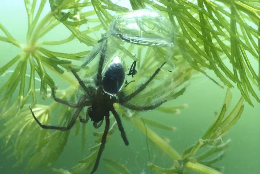 Water Spider Jekk taħseb li l-brimb jgħix biss fuq l-art, allura sempliċement għadek ma ltqajtx ma 'brimba tal-fidda mill-familja Cybaeidae. Minħabba l-partikolaritajiet ta 'l-istruttura, meta mgħaddsa fl-ilma, l-arja tinqabad minn xagħar il-brimba, li tippermettilha tibqa' taħt l-ilma għal żmien twil. Il-brimba tal-ilma tgħix f'ilmijiet li joħorġu bil-mod u staġnati madwar l-Ewropa u l-Asja ta 'Fuq.