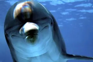 Uburyo ubwonko bwa dolphine bukora