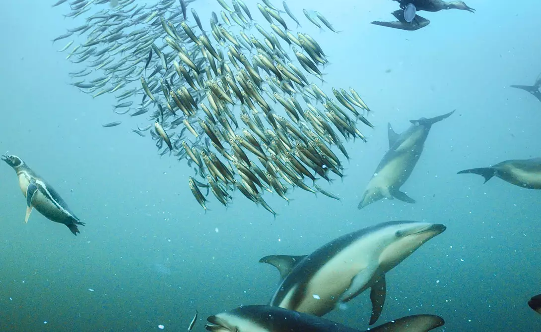 Magnetesche Sënn Eng aner erstaunlech Eegeschafte vum Delfin säi Gehir war d'Fäegkeet fir magnetesch Pole ze spieren. Delfinen a Wale hu speziell magnetesch Kristalle an hire Gehirer fonnt, déi dëse Mamendéieren hëllefen, d'Gréisst vun den Ozeanen vun der Welt ze navigéieren. Dës Feature kann och d'Grënn erklären firwat Wale u Land geheit ginn: guidéiert vun de Liesunge vun hirem "GPS", si mierken et einfach net.