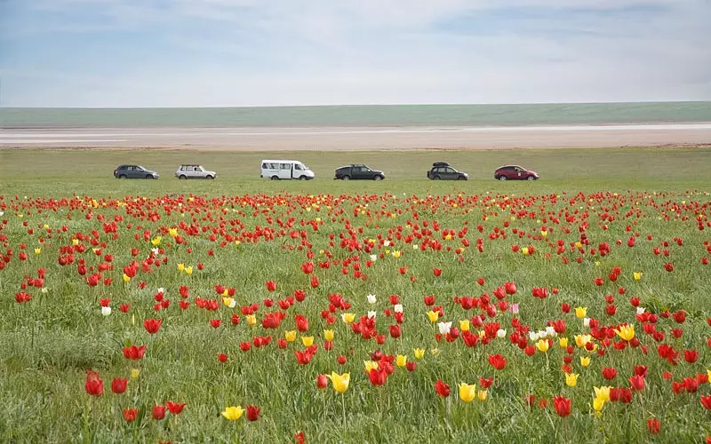 Kalmykia. Carretera Volgogrado - Elista - Stavropol Todo el mundo debería mirar esta ruta. En la primavera, de abril a mayo, la estepa sin vida, que se extiende a lo largo de los lados de la pista (para ser honesto, en algunos lugares está en un estado terrible), se transforma literalmente ante nuestros ojos y sorprende con una explosión de colores. La alfombra de hierbas de colores fantásticos llena el aire con el aroma de innumerables tulipanes en flor.