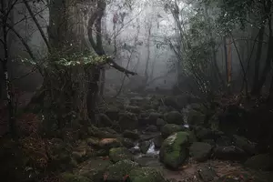 The oldest forests in this world