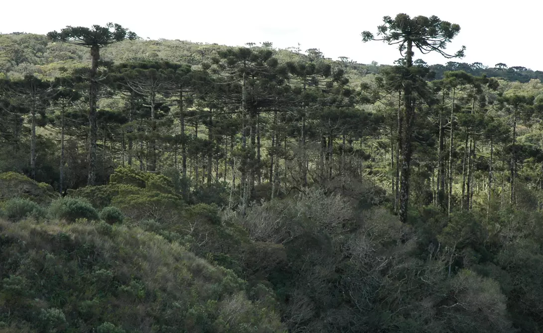 Ishyamba rya Araucaria Chili Hano niho pinusi nziza cyane zo muri Chili zikura, zimwe murizo zimaze imyaka irenga igihumbi. Abahanga mu bya siyansi bemeza ko ikamba ridasanzwe, ridahindagurika ry’ibiti ryagaragaye biturutse ku bwihindurize: muri ubwo buryo ibimera birukanye dinosaurs y’ibyatsi byagendaga hano nko mu myaka miriyoni 180 ishize.