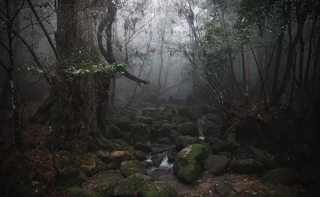 屋久森林日本 與日本雪松根部纏繞在一起的苔蘚石已經在這裡存在了七千年。漫步在屋久森林中，您將進入一個與當地神話相呼應的美麗童話。提前安排好您的旅行：要前往這個國家公園，您必須在一個特殊的網站上預訂您的旅行。