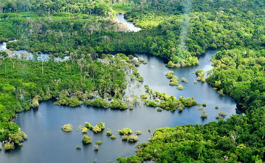 Hutan hujan Amazon Brasil Hutan lokal hampir tidak berubah selama 55 juta tahun. Manusia terus menebang semak-semak yang dilindungi ini, tetapi bahkan dia, dengan segala ketegasannya sebagai orang liar gua, tidak dapat berbuat apa-apa dengan penghinaan agung terhadap alam. Pihak berwenang Brasil dan Peru telah mendirikan Taman Nasional di sini, di kedalaman tempat tinggal suku-suku, yang belum pernah bertemu peradaban.