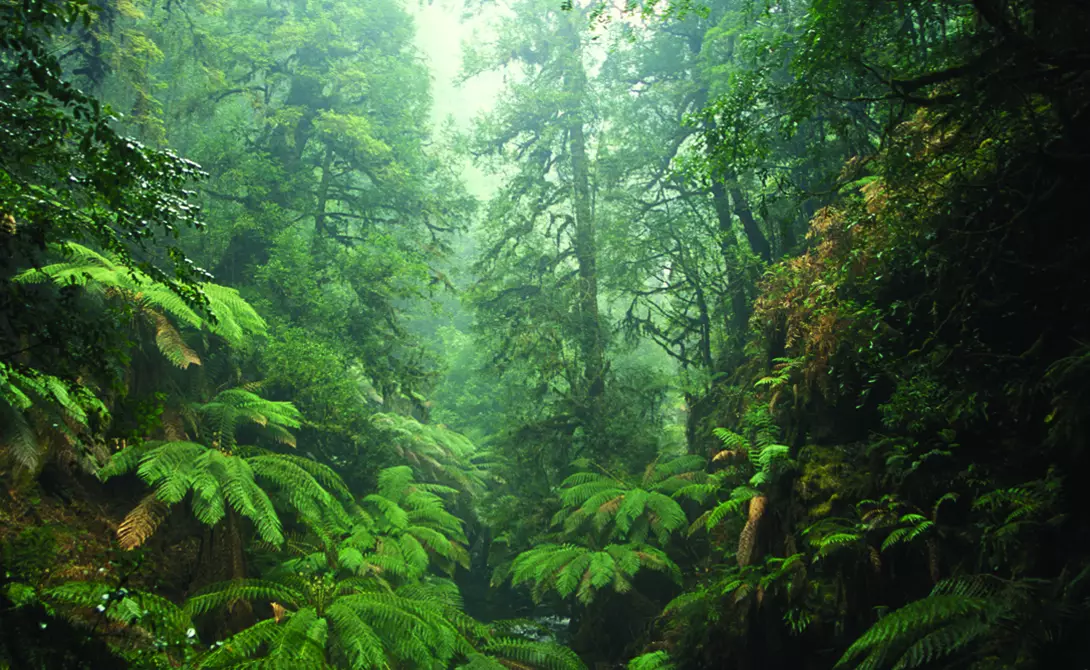 Tarkin Forest Australia Denne skov isoleret fra den omgivende natur er et perfekt eksempel på, hvordan vores planet så ud for så meget som 300 millioner år siden. Tarkin er det næststørste eksemplar af tempereret regnskov i verden og hjemsted for den 3000 år gamle kæmpe Huon Pines, det næstældste levende træ på planeten. Det er værd at skynde sig at besøge her, for skovhugstvirksomhederne var ligeglade med historien og starter allerede arbejdet i udkanten af ​​nationalparken.