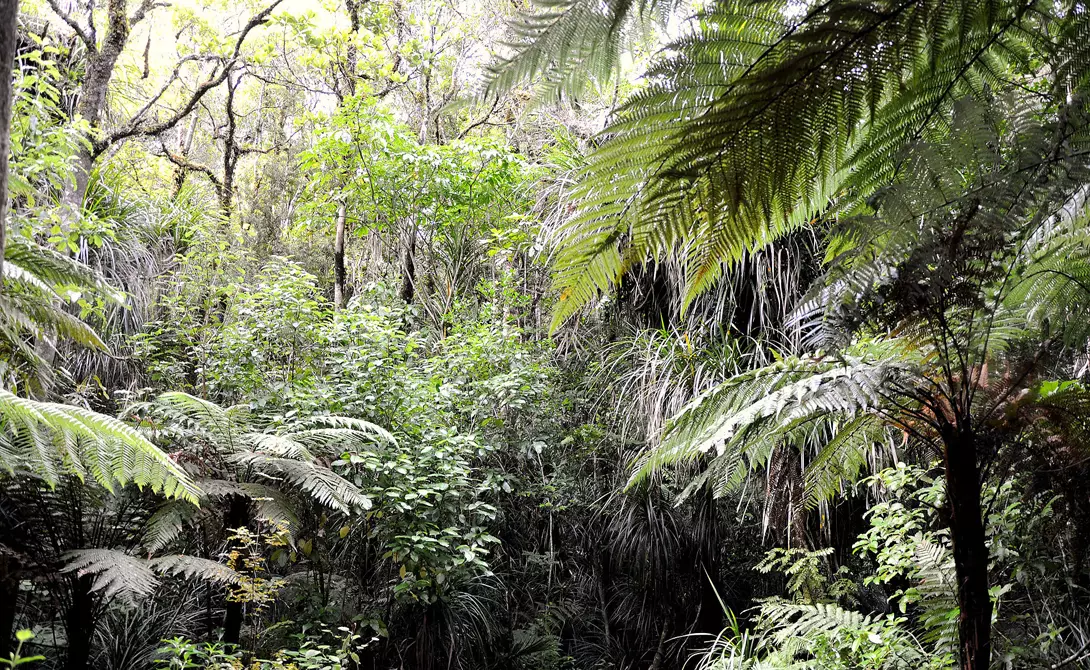 Waipuya Forest New Zealand Cowrie-arboj etendiĝas direkte al la ĉielo trans la nordan pinton de Nov-Zelando. La maorioj malkovris ĉi tiun areon nur en la 12a jarcento post Kristo, kaj antaŭe neniu viro paŝis ĉi tien.