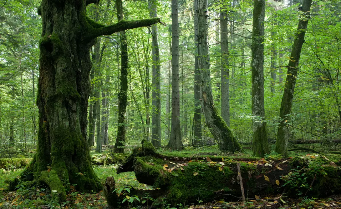 Belovezhskaya Pushcha Belarus, Polani I le tele o vaomatua i Europa anamua, e masani lava ona lagona e se tasi le lata mai o le taumalulu - tusa lava pe o le tau mafanafana e pule i le taimi nei. O tupu o lenei eria na faʻaaogaina Belovezhskaya Pushcha e fai ma a latou meatotino tuli manu, ae o lea ua iai le National Park ii.