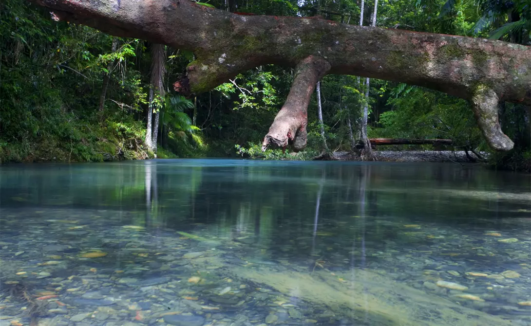 Daintree Forest Australien Nördlich von Brisbane ist einer der bezauberndsten Wälder der Welt. Hier wachsen tausendjährige Bäume, durchsetzt mit uralten Farnen – Forscher sagen, dass sie über 110 Millionen Jahre alt sind. In den Tiefen des Dschungels erheben sich mehrere kleine Berge, von deren Spitze sich eine sehr majestätische Aussicht öffnet.