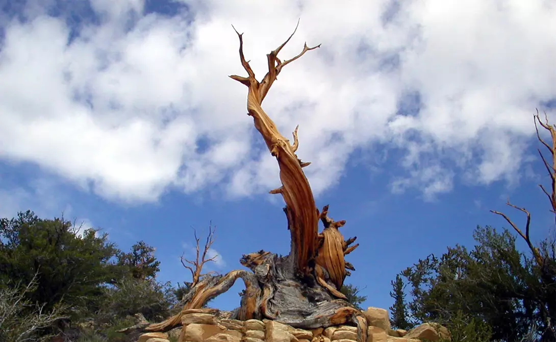 Ancient Bristlekon Pine Forest USA Es wird angenommen, dass der Urvater der gesamten Menschheit, Patriarch Metushalach, Sohn von Endokh und Großvater von Noah, hier lebte. Abstrahiert von der Religion können wir zugeben: Der uralte Kiefernwald von Bristlekon erinnert an die Zeiten, als die Menschheit mit voller Kraft auf den Ästen der Bäume saß und Bananen von allen Nahrungsmitteln bevorzugte.