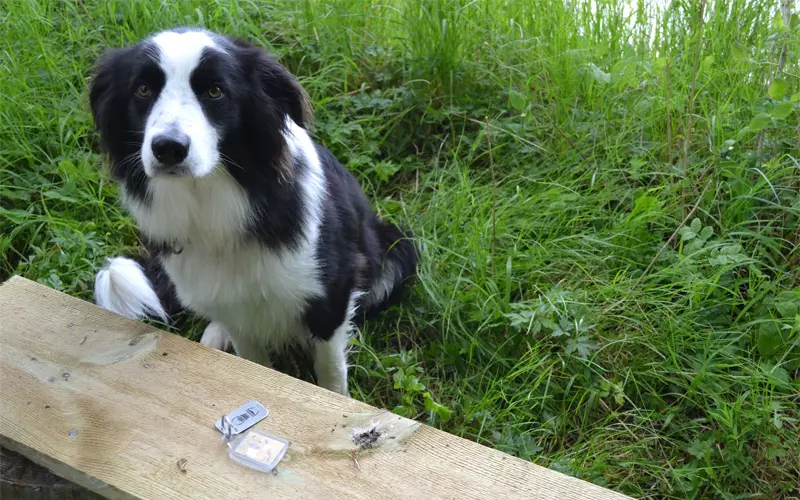 Rico der Hund Rico hat sich zu einem der talentiertesten Testpersonen entwickelt. Er erkannte mehr als zweihundert Gegenstände namentlich und konnte sie, dem Befehl folgend, bringen.