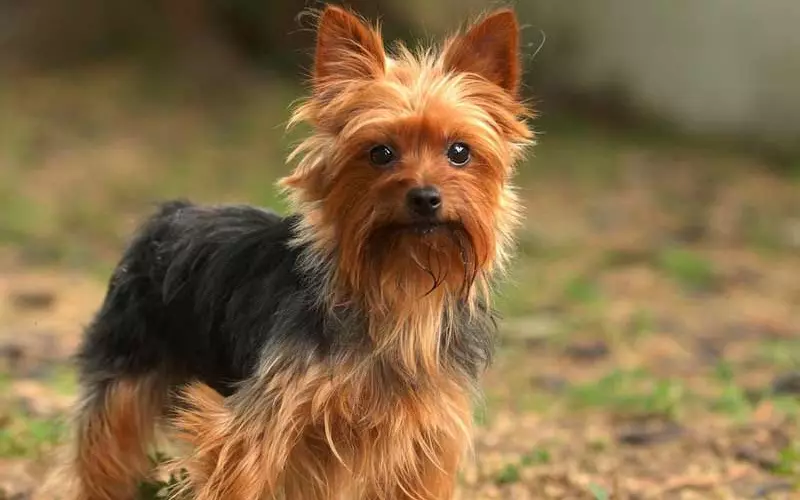 Yorkshire Terrier Und wenn es Ihnen so vorkommt, als ob diese Jungs nicht mit Intelligenz glänzen - nun, hier sind die Yorkshire Terrier. Der klügste dieser Hunde kann in zwei Wochen bis zu 19 neue einfache Wörter auswendig lernen.