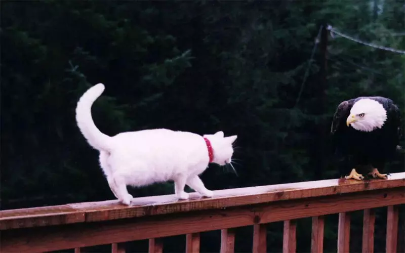 Hauskatzen Sogar normale Katzen verstehen manchmal perfekt, worüber der Trainer mit ihnen spricht. Außerdem unterscheiden diese Tiere die Stimme des Meisters nach Ton und werden sie nie mit einer anderen verwechseln. Gleichzeitig neigen Katzen dazu, Signale der völligen Missachtung menschlicher Worte zu geben. Sie sollten sich nicht täuschen lassen: Es ist vielmehr ein Wesenszug des Tieres.