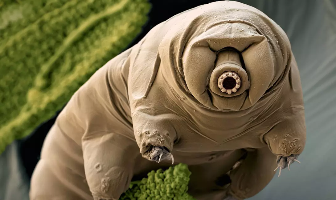 Tardigrades dapat bertahan dalam waktu beku ini melalui proses yang dikenali sebagai cryptobiosis. Ini adalah keadaan hibernasi yang melampau yang banyak digunakan makhluk mikroskopik untuk bertahan dalam keadaan sukar. Metabolisme melambat hingga 0.01 peratus daripada kadar normal. Dipercayai bahawa tardigrades juga dapat menggantikan air di badan mereka dengan antibeku semula jadi (gliserin).