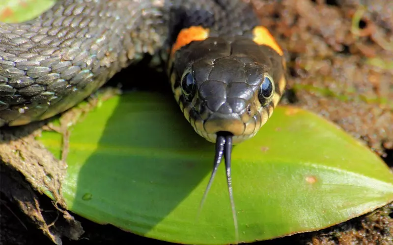 Atacando, picadas de cobras Por razões desconhecidas, muitas pessoas acreditam que as cobras picam com sua língua afiada e bifurcada no final. As cobras mordem com os dentes, como todos os outros animais. A linguagem serve a eles para propósitos completamente diferentes.