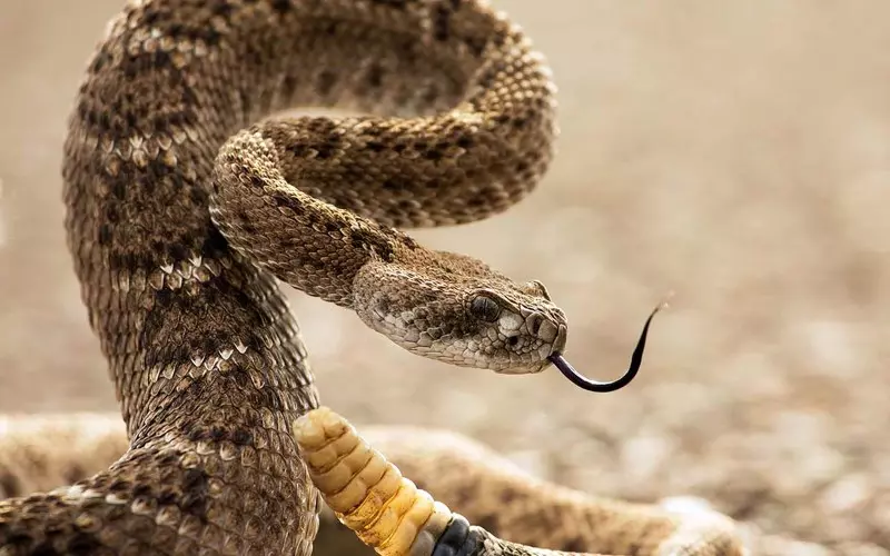 Cobra antes de lançar, ameaçar, colocar a língua para fora Como já mencionado, a língua da cobra não se destina a atacar. O fato é que as cobras não têm nariz e todos os receptores necessários estão localizados na língua. Portanto, para cheirar melhor a presa e determinar sua localização, as cobras precisam colocar a língua para fora.