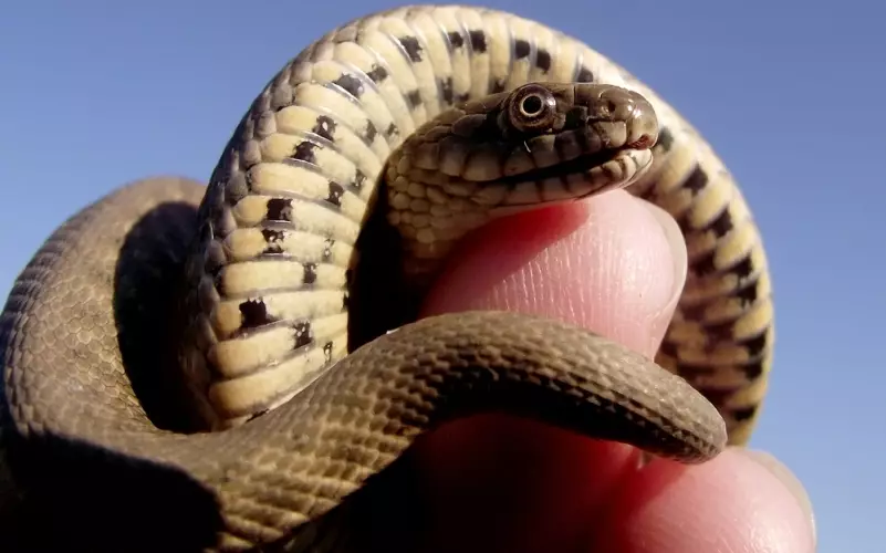 A maioria das cobras é venenosa Das 2,5 mil espécies de cobras conhecidas pelos serpentologistas, apenas 400 têm dentes venenosos. Destes, apenas 9 são encontrados na Europa. Acima de todas as cobras venenosas da América do Sul - 72 espécies. O restante foi distribuído quase igualmente pela Austrália, África Central, Sudeste Asiático, América Central e América do Norte.