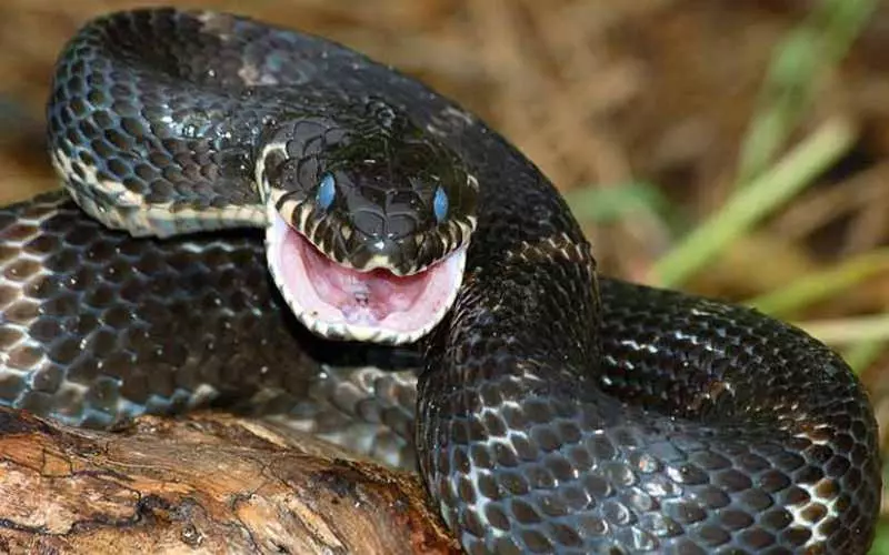 As cobras sempre atacam quando vêem as pessoas Como mostram as estatísticas, na maioria das vezes as cobras mordem as pessoas para se defenderem. Se a cobra assobiar ao vê-lo e fizer movimentos ameaçadores, significa que ela apenas quer ser deixada em paz. Assim que você recuar um pouco, a cobra desaparecerá imediatamente de vista, com pressa para salvar sua vida.