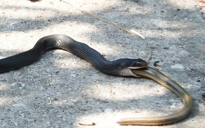 As cobras podem se alimentar de carne A maioria das cobras se alimenta de roedores, há espécies que comem sapos e peixes, e até répteis insetívoros. E as cobras-rei, por exemplo, preferem apenas outras espécies de cobras para se alimentar. Então, o que exatamente alimentar a cobra depende apenas da própria cobra.