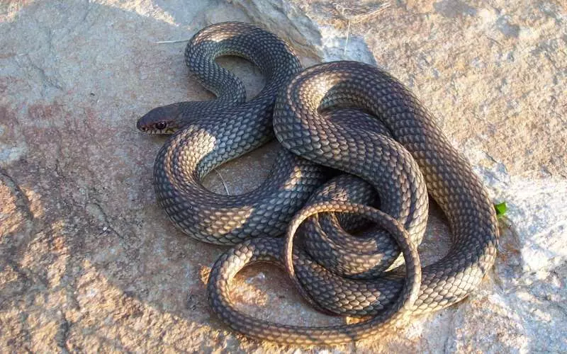 As cobras são frias ao toque As cobras são animais típicos de sangue frio. E, portanto, a temperatura corporal da cobra será igual à temperatura do ambiente externo. Portanto, não sendo capazes de manter uma temperatura corporal ideal (ligeiramente acima de 30 ° C), as cobras adoram se bronzear ao sol.