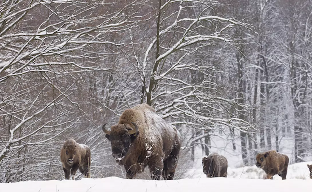 Bialowieza Nemzeti Park Lengyelország A híres Bialowieza Nemzeti Park Lengyelország és Fehéroroszország határán található. Itt őrizték meg a bolygó utolsó őserdőjét. Ez egy nagyszerű hely a gyalogláshoz és a kerékpározáshoz - az árnyékos ösvények tetszeni fognak mindenkinek, aki kicsit fáradt a metropolisz állandó zümmögésétől.