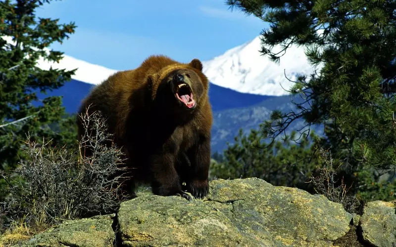 O mangi l'orso, o ... Quando affronti un orso, il tuo corso d'azione dipenderà in gran parte dalla situazione. Avendo incontrato un piede torto di notte o su un sentiero nel bosco, e vedendo che non ti attaccherà nello stesso secondo, puoi stordirlo, mettendo in chiaro che non diventerai una preda facile. Prova a lanciare un paio di sassi accanto a lui o a far oscillare un ramo. Anche le urla possono funzionare. Ma se l'orso sembra arrabbiato, molto probabilmente sta solo difendendo il suo territorio, che è auspicabile lasciare il prima possibile. In questo caso, ti consigliamo di ritirarti lentamente, mantenendo il viso rivolto verso di lui, mentre parli con calma con lui. Un flusso costante di parole mostrerà all'orso che sei umano e, quindi, non la sua solita preda. Ma se l'orso tiene il passo e cerca di stabilire un contatto fisico, cadi a terra a faccia in giù e fingi di essere morto. Se l'orso stava solo difendendo il suo territorio dall'invasione, dopo un paio di minuti perderà interesse per te e se ne andrà.