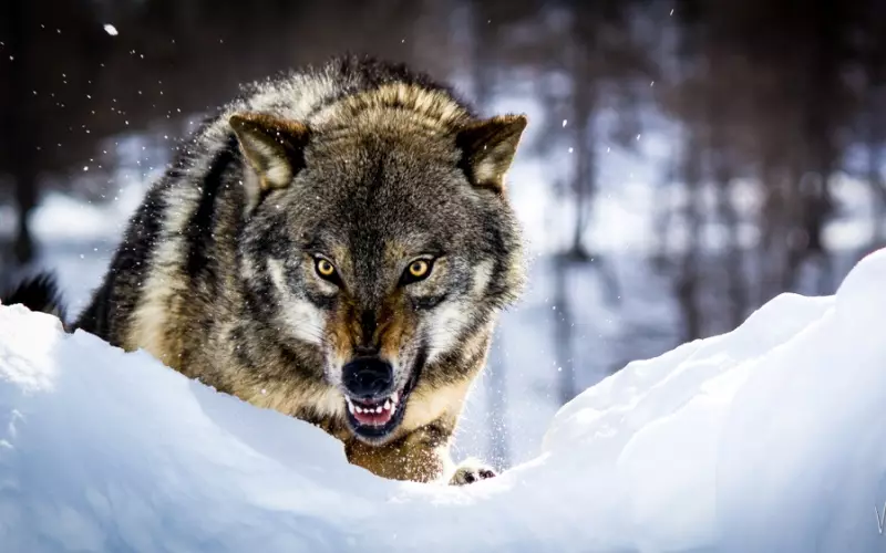 Hoe om 'n wolf te verslaan Wolwe is al lank berug. In die tweede helfte van die 20ste eeu is slegs 8 dodelike aanvalle van hierdie bekende roofdiere in Europa en Rusland aangeteken. As jy 'n wolf sien, probeer om ten minste 30 meter van hom af weg te bly. Die dier kan weggeskrik word deur te skree en dit met klippe te gooi. Dit is belangrik om voortdurend oogkontak te behou: u moet die vyand wys dat u op geen manier minderwaardig aan hom is nie. Maar as die wolf aanstoot neem, is dit nodig om dit te weerstaan ​​met dieselfde metode wat gebruik word om honde te beveg. U kan die dier probeer wurg deur u arms om sy nek te draai of u vuis diep in sy keel te druk om die lugweg te blokkeer.