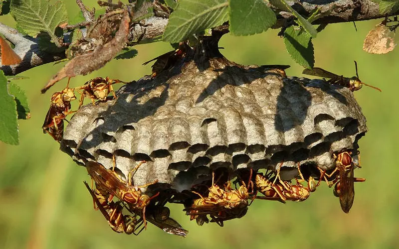 Kiel trakti svarmon da vespoj Estas apenaŭ besto sur la Tero, kiun vi volas alfronti malpli ol svarmo da koleraj vespoj. Estas multaj el ili, ili pikas tre dolore, kaj estas preskaŭ neeble akiri ilin, ĉar ili moviĝas tre rapide. Kaj kion fari ĉi-kaze? Nur kuru. Homo povas preterpasi la vespon, precipe se li kuras tre rapide kaj ne svingas la brakojn samtempe (tio nur pli kolerigos ilin). Tiri la ĉemizon super vian vizaĝon por protekti ĝin kontraŭ mordoj ankaŭ estas bona ideo. Dum rapida flugo ĝi povas malfaciligi vian vidpunkton, do ne troigu ĝin. Ni scias, ke ĉi tiu konsilo ne estas ĝuste tio, kion vi atendis, sed kelkfoje, kiam iu scias, ke la probabloj klare ne estas sur lia flanko, kiel okazas kun vespa svarmo, la plej bona eblo estas simple fuĝi de la batalkampo.