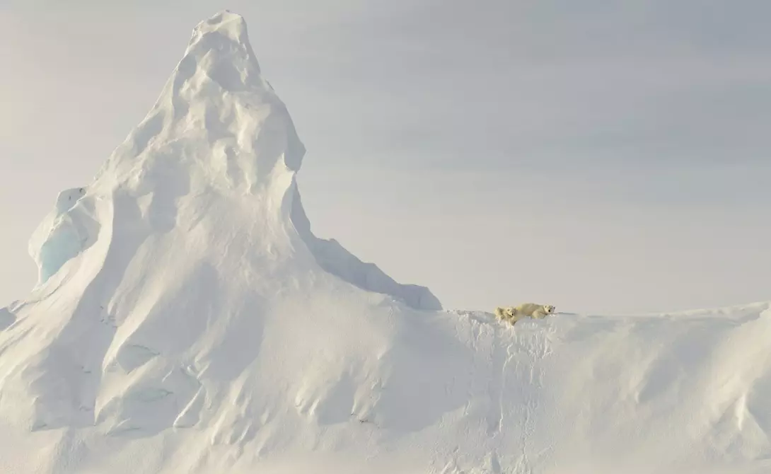 Bears on a Berg Posted by John Rollins A polar bear and her cub resting on an iceberg near Baffin Island.