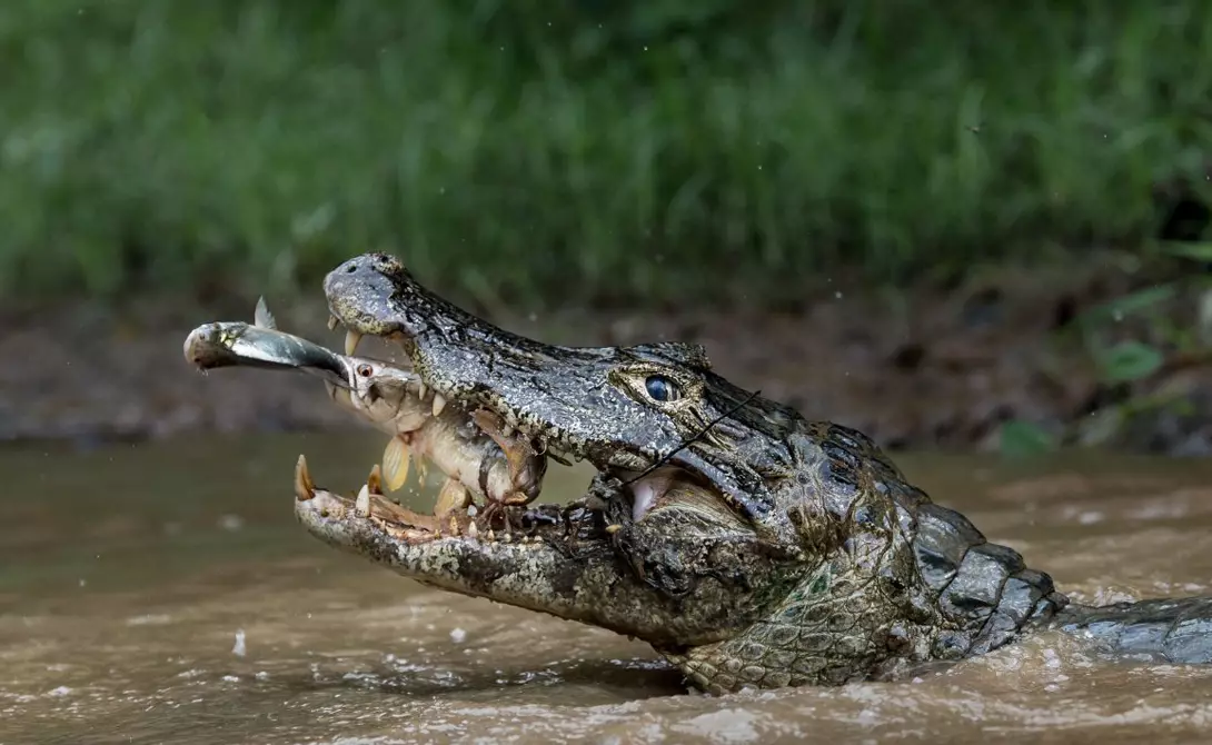 Duobla kaptilo De Massimiliano Benchevinni La sceno estis filmita en la plej granda marĉo de la mondo, la brazila Pantanal.