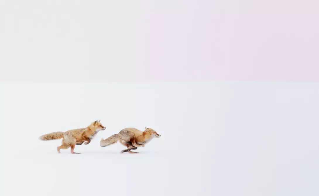 Wherever you go, I will follow you !! Posted by Hiroki Inu Foxes chase each other across snowy fields in northern Japan.