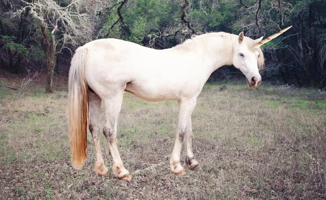 Unicórnio O historiador romano Plínio, o Velho, descreveu o unicórnio em sua História Natural. Plínio disse que o unicórnio era um animal cruel e implacável e que ninguém poderia capturá-lo com vida.