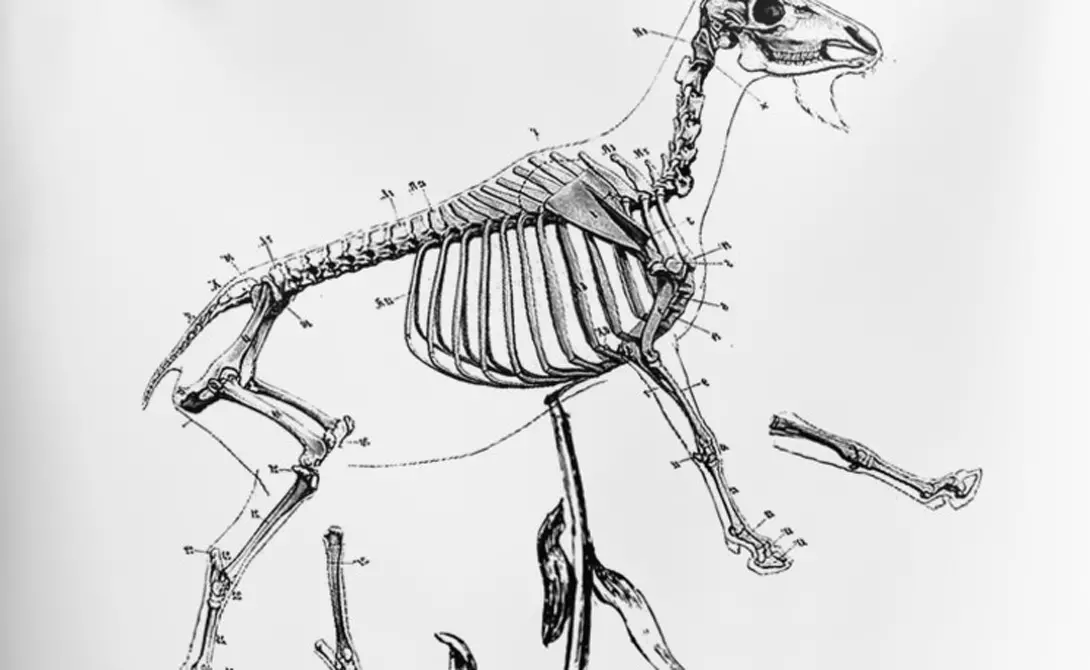 Cordeiro vegetal da tartária Um cordeiro que cresce como uma flor da terra? Existe tal coisa. A história deste animal altamente estranho pode ser rastreada até 436 DC Um dos expoentes proeminentes do Talmud, Rabi Yochanan, escreveu sobre ele.