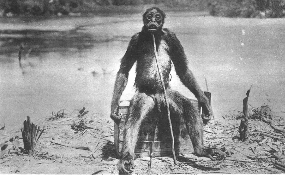 Monkey de Lois Nyani wamkulu akuti adakumana ndi wofufuza waku Switzerland François de Lois mu 1920, pafupi ndi Mtsinje wa Tarra ku Colombia. Chithunzi cha chirombo chidasindikizidwa mu 1929 ndi Illustrated London News - ngakhale akatswiri ambiri adayitcha kuti yabodza.