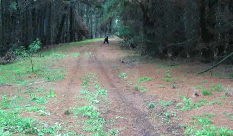 Mayakka Šis dīvainais antropoīdu pērtiķis dzīvo Floridā. Tā vismaz apgalvo daudzi liecinieki. Divkāju primātiem ir gari, tumši mati un ļoti nepatīkama smaka. Tiek uzskatīts, ka cilts jau vairākus simtus gadu pārvietojas pa saulainās valsts purviem, laiku pa laikam satiekot cilvēkus - un uzbrūkot viņiem. Pēdējā Mayakka parādīšanās datējama ar 2000. gadu: kāda sieviete policijai nosūtīja attēlu, kurā dīvaina būtne ielīst viņas mājas pagalmā.