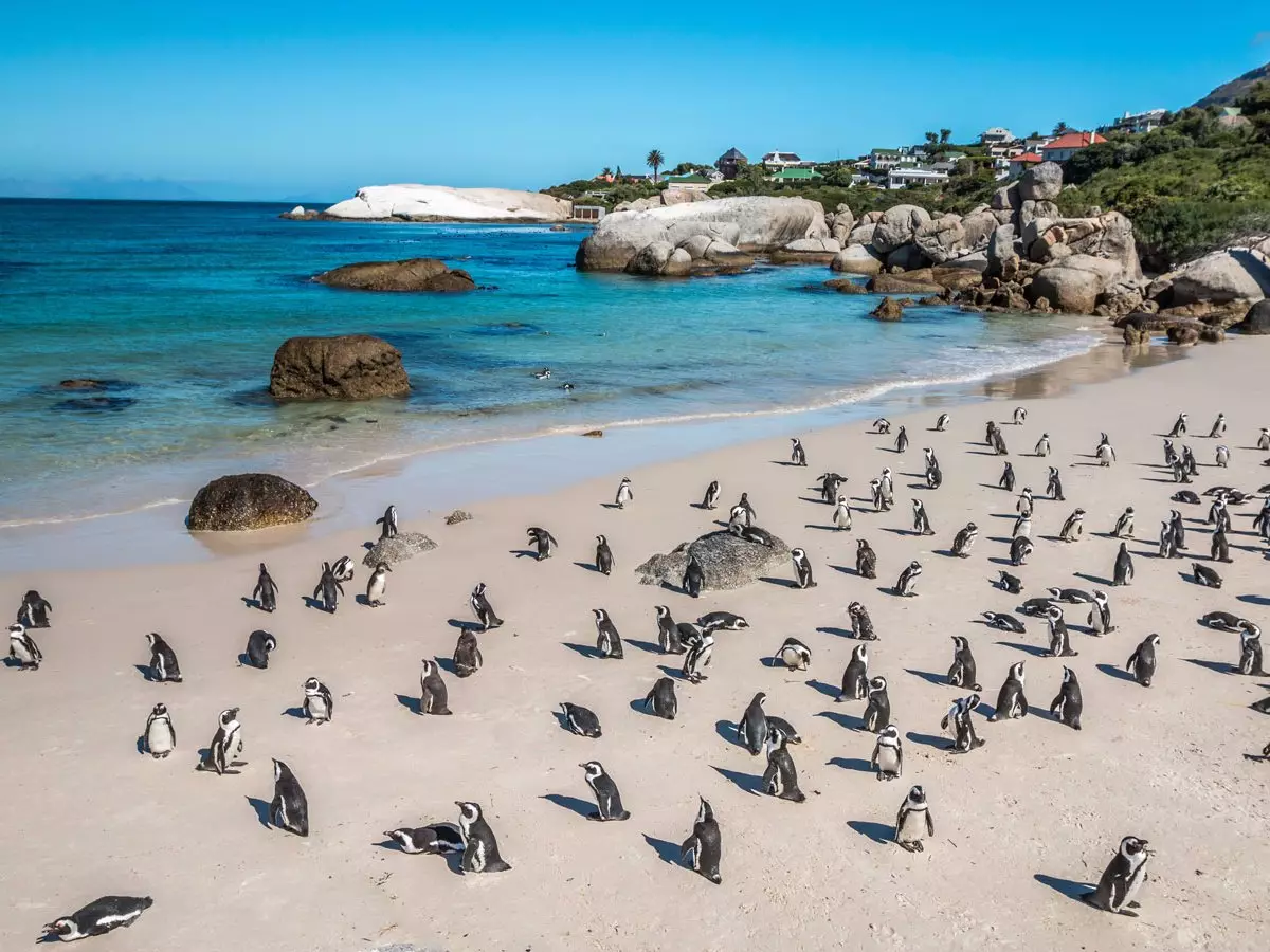 Boulders Beach Cape Town, an Afraic Téann sluaite turasóirí ó gach cearn den domhan go dtí an trá ollmhór. Tá ceann de na beostoic dheireanacha de phiongain na hAfraice tar éis maireachtáil anseo - fiú amháin tugann an t-ainm le tuiscint go bhfuil an speiceas seo i mbaol.