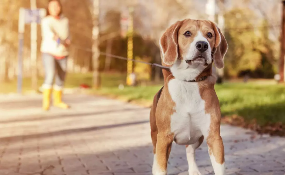 Chudoba Za všechno se musí platit. Včetně věrného přítele. Chovat psa stojí pěknou korunu: jídlo, prevence, výcvik, veterinář, hračky, škody, které si hrající štěně může způsobit na majetku někoho jiného. Racionální úspory jsou samozřejmě plně oprávněné - ale stále musíte do denního rozpočtu přidat další výdajovou položku.