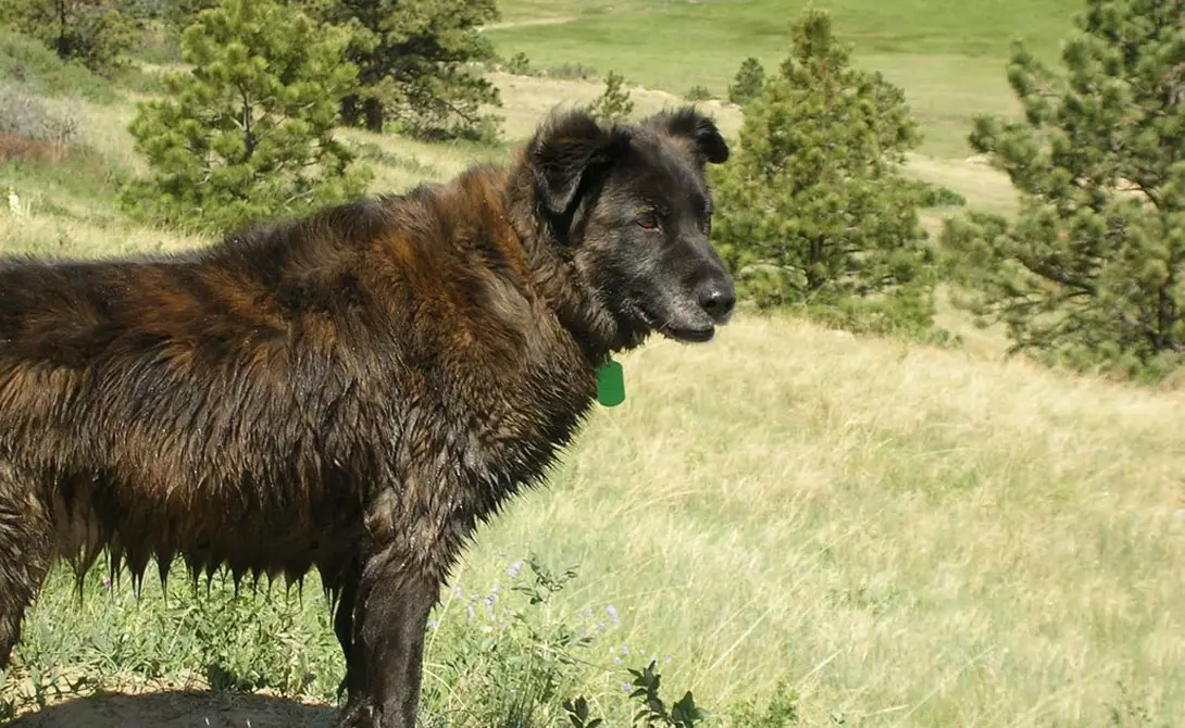 Perda de liderança Os problemas de comportamento do animal de estimação podem começar pequenos. O cão vai testar se você é capaz de ser um líder. Não prestando atenção a pequenos delitos? Obtenha um incômodo maior da próxima vez. Agressão na rua, desobediência, ignorância de ordens - o cachorro não reconhece mais sua autoridade. Portanto, vale a pena temperar o personagem antes mesmo que um novo membro da matilha apareça na casa.