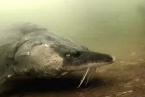 Beluga da una tonnellata: il pesce più grande pescato dal fiume