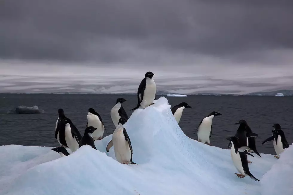 Antarctica Mndandanda uliwonse wamalo opasuka kwambiri padziko lapansi uyenera kukhala ndi Antarctica. Kontinentiyo yayikulu pomwe anthu akuyesera, koma sangapezeke. Mbali zina za dzikolo zafa kwambiri kwakuti zimasowa mabakiteriya. Zina zimakhala ndi anthu ambiri - ma penguin, mwachitsanzo, amasangalala kucheza, kusangalala m'malo otakata a Antarctica.