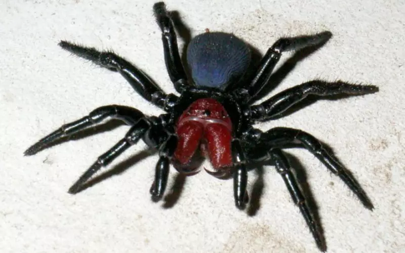 Mouse spider (Missulena) About 12 species of mouse spiders live in Australia. Armed with huge poisonous fangs - chelicerae, which look quite menacing, these spiders are not as dangerous as they seem. Their venom is dangerous for humans, but spider mice are not aggressive, and often, biting their prey, they make a “dry” bite without venom.