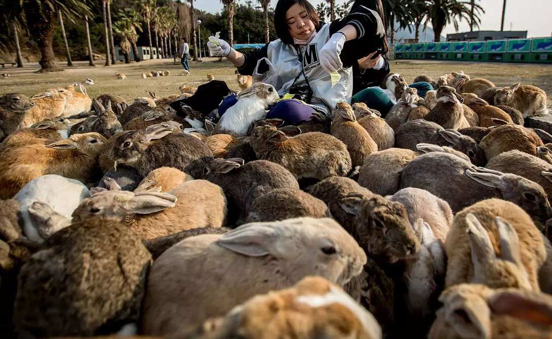 Ynys Okunoshima Japan Mae'r ynys wedi'i lleoli'n agos at arfordir Japan, ac mae cwningod yn byw yno. Ni ymddangosodd yr anifeiliaid yma ar hap: disgynyddion y cwningod hynny oedd yn arbrofol yn ystod y rhyfel.