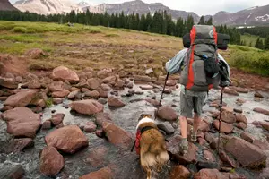 Survivants à quatre pattes : des chiens construits pour l'aventure