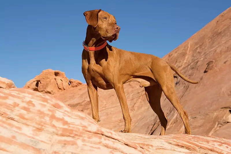 Hungarian Shorthaired Pointing Dog (Vyzhla) Vyzhla is a very hardy dog. It tolerates extreme weather well and handles well over rough terrain. The breed is easy to train, grasps all commands on the fly.